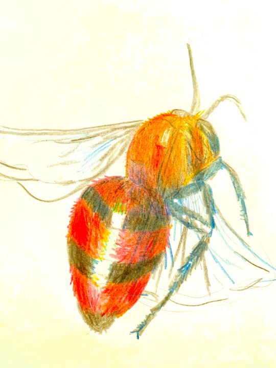 Red Bee - Art By Jennifer Thomas Spettigue - Drawings & Illustration ...