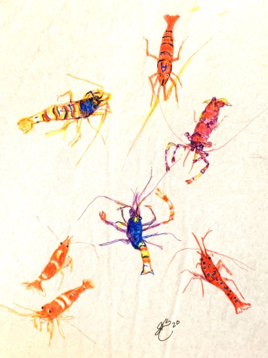 Shrimp Group - Art By Jennifer Thomas Spettigue - Paintings & Prints ...