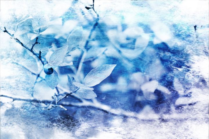 Blueberry Blues - Randi Grace Nilsberg - Photography, Abstract, Organic ...