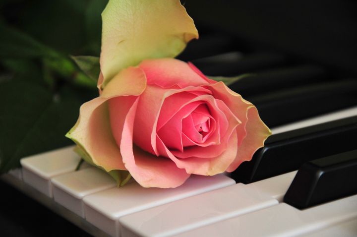The Delicate Rose - Graceful - Photography, Still Life, Floral - ArtPal