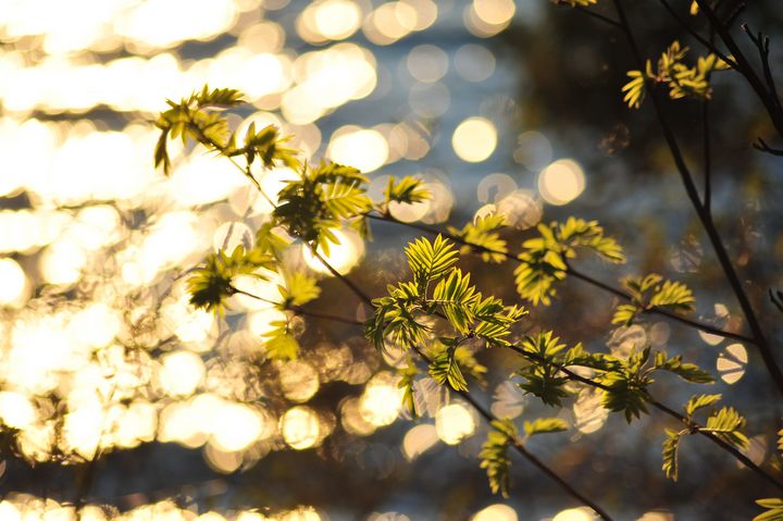 Spring Glow - Graceful - Photography, Flowers, Plants, & Trees, Trees ...