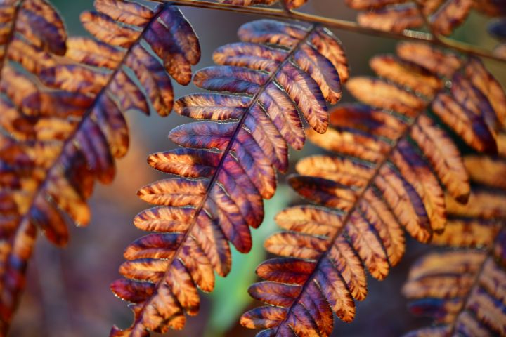 Fall Fern - Graceful - Photography, Flowers, Plants, & Trees, Plants ...