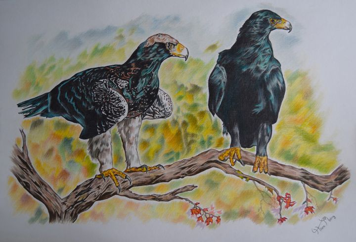 black eagles - Mistry Visuals - Drawings & Illustration, Animals, Birds ...