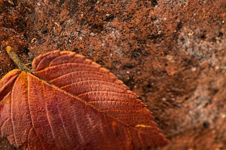 Single Orange Autumn Leaf - Crystal Madsen Photography - Photography ...