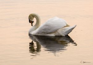 Timothy Skinner Photographer - Photography