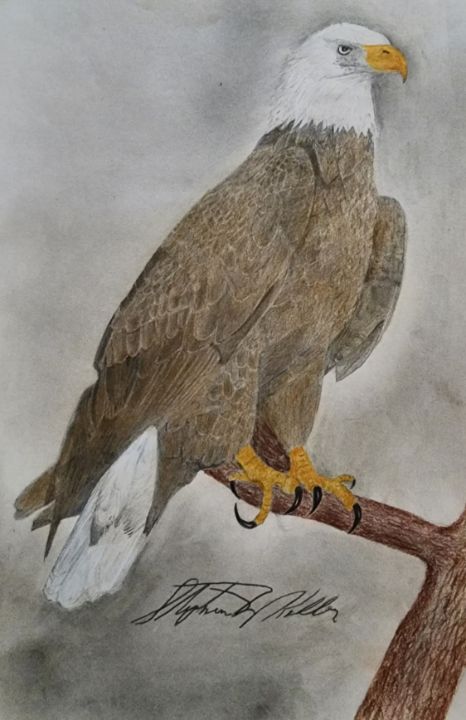 Bald Eagle Resting - Steve Keller - Drawings & Illustration, Animals ...