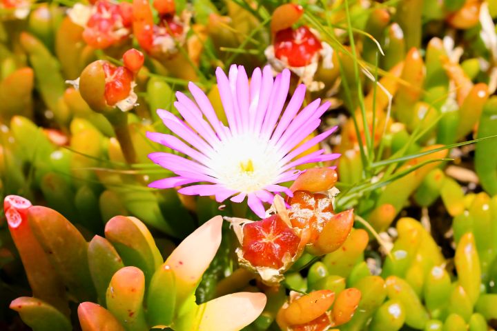 Marsh Flowers - CarrotsandClaret - Photography, Flowers, Plants ...