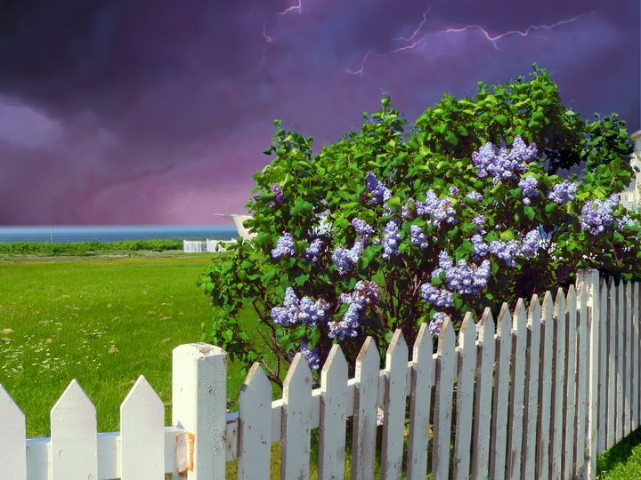 Lilac and white fence - imaginart - Photography, Landscapes & Nature ...