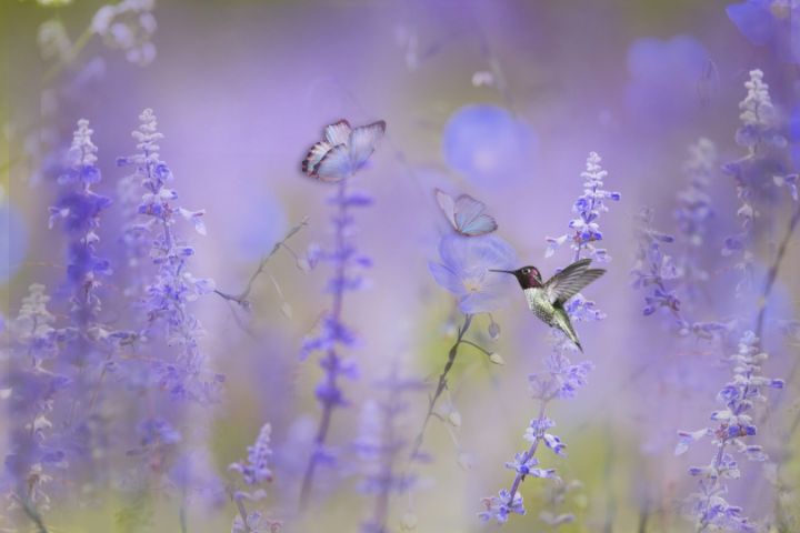 Sweet soft summer time - imaginart - Photography, Animals, Birds ...