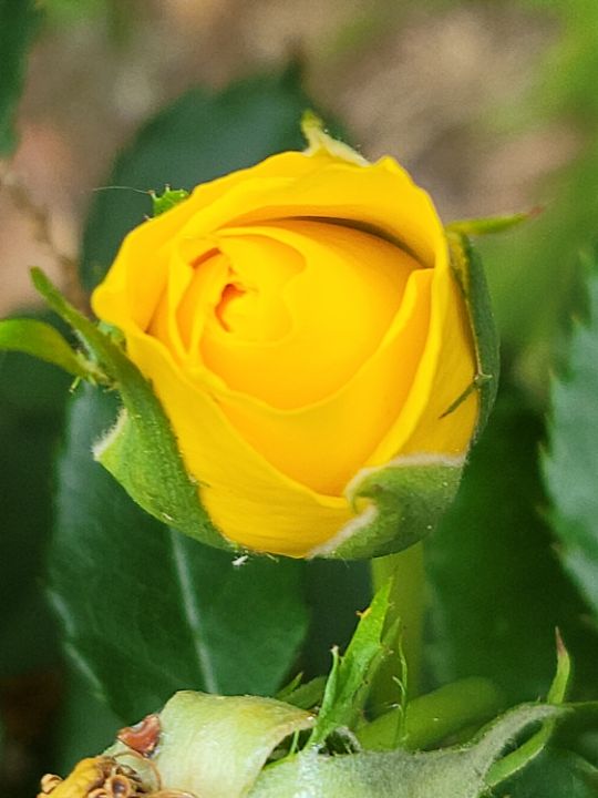 Yellow rose - Mindful escapes - Photography, Flowers, Plants, & Trees ...