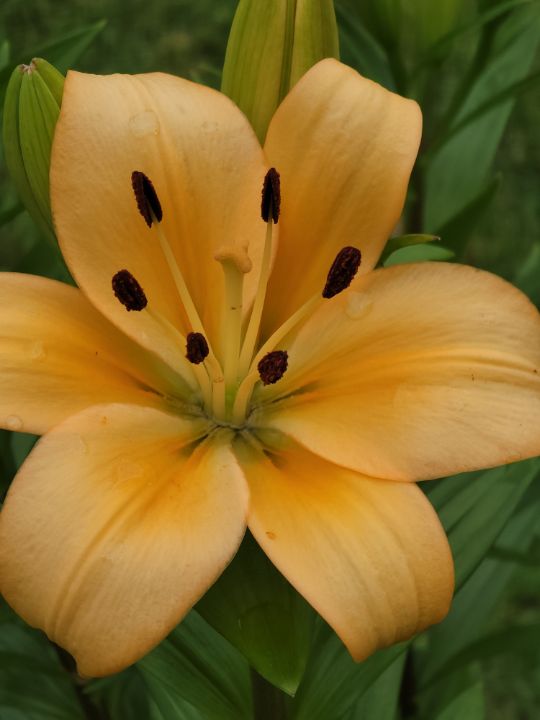 Spring flower - Mindful escapes - Photography, Flowers, Plants, & Trees ...