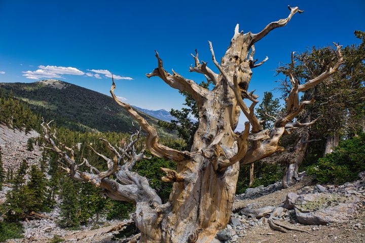 Bristlecone Pine Tree Great Basin NP - Zahnscapes - Photography ...