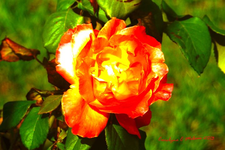 Sun Rose - My Naenia Art by Carolyne Christine - Photography, Flowers ...