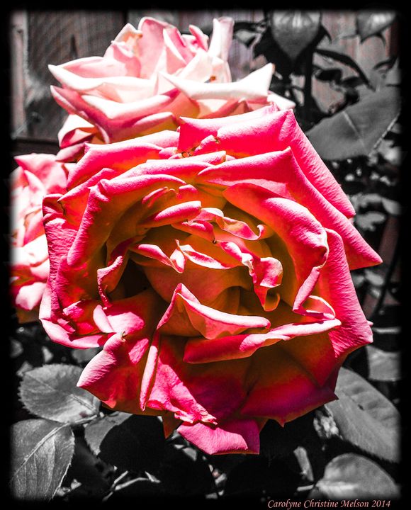 Roses in Contrast 1 - My Naenia Art by Carolyne Christine - Photography ...