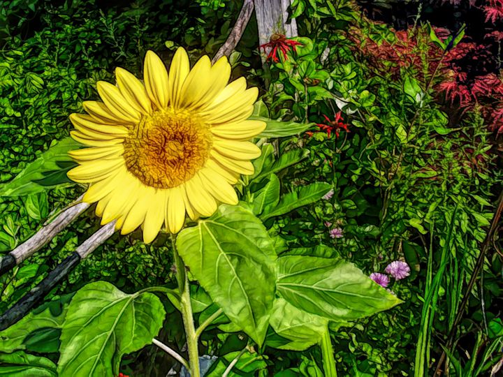 FWC Garden Sunflower - Aimee L Maher - Photography, Flowers, Plants ...