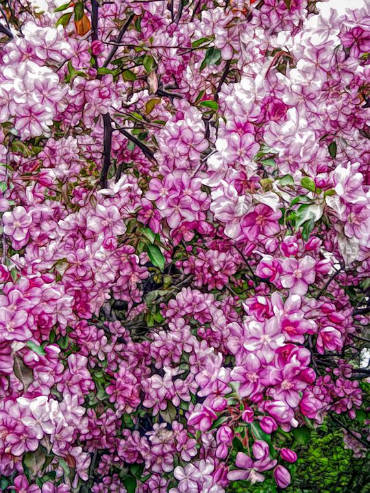FWC Apple Blossoms - Aimee L Maher - Photography, Flowers, Plants ...