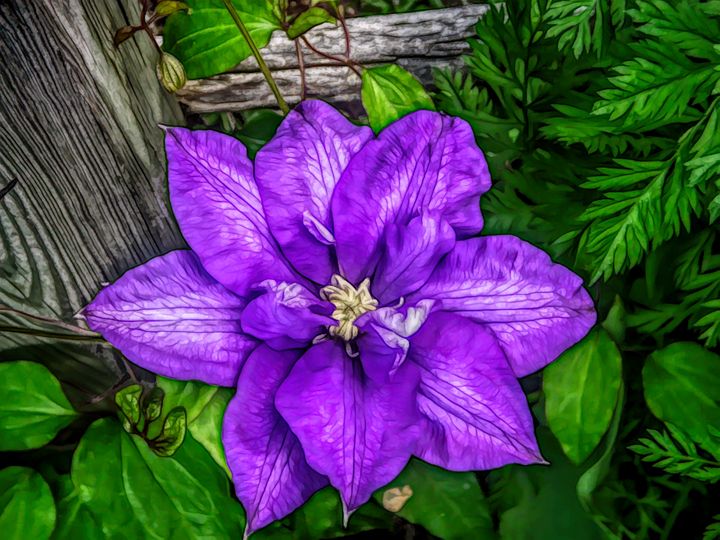 FWC Passion Vine - Aimee L Maher - Photography, Flowers, Plants ...