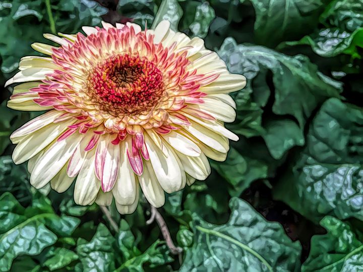 FWC Gerbera Daisy - Aimee L Maher - Photography, Flowers, Plants ...