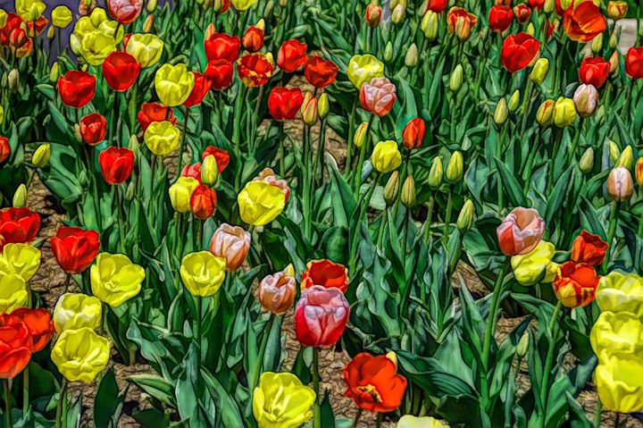 FWC Tulip Patch - Aimee L Maher - Photography, Flowers, Plants, & Trees ...