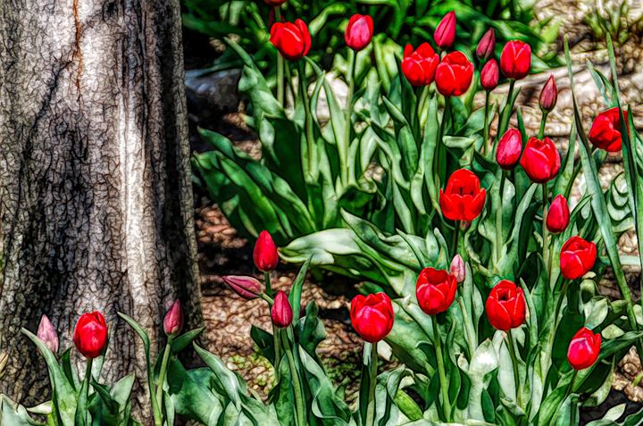 FWC Tulips Under The Tree - Aimee L Maher - Photography, Flowers ...