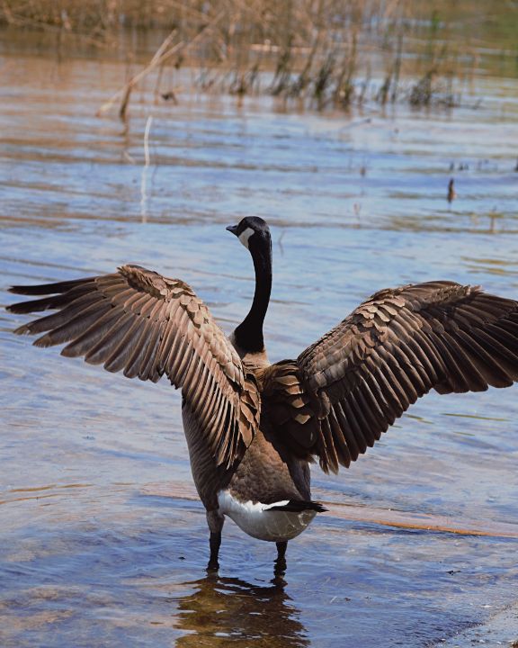 goose wings - kingzut - Photography, Animals, Birds, & Fish, Birds ...