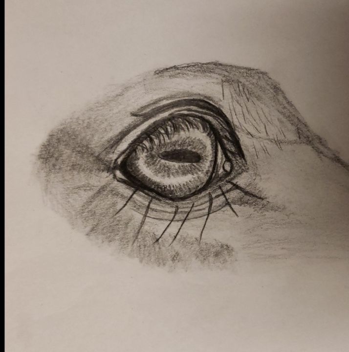 Looking right - Urfavcowgirl - Drawings & Illustration, Animals, Birds ...