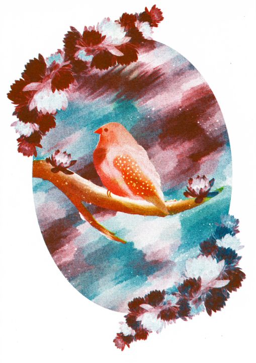 Sunda Zebra Finch - Aimee Amers - Paintings & Prints, Animals, Birds ...