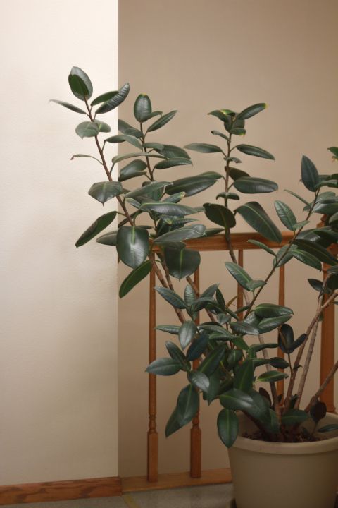 Simple Plant, Warm Background - Shanae Lynne Iconic Portraits and Art ...