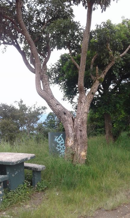 Tree of Hope (uMsenge) - Vuyo Makaula Art - Photography, Fantasy ...