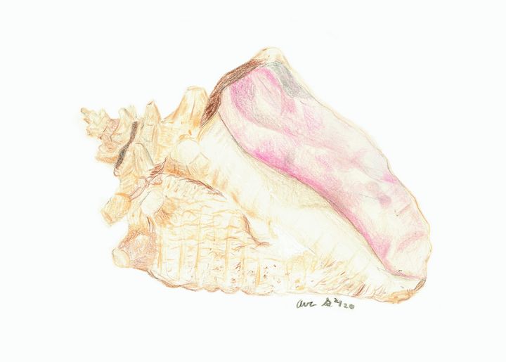 Pink Conch Shell - Ava's Art! - Paintings & Prints, Still Life, Shells ...