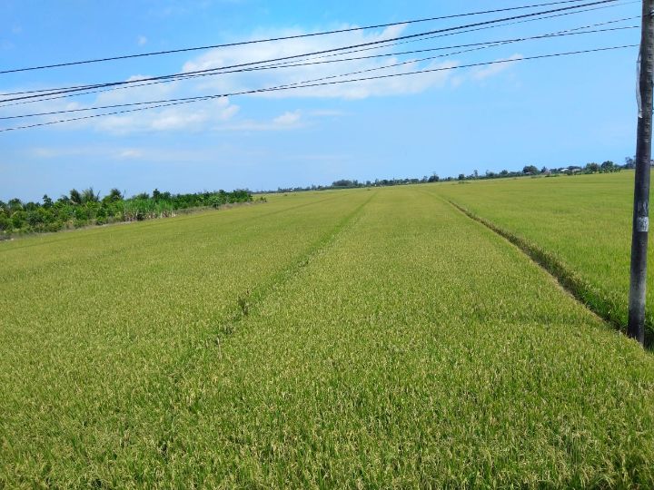 Rice fields of Nguyen Dang Quoc Bao - Tom Thompson - Photography ...