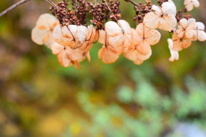 Dropping flowers - Flutterphotos - Photography, Flowers, Plants ...