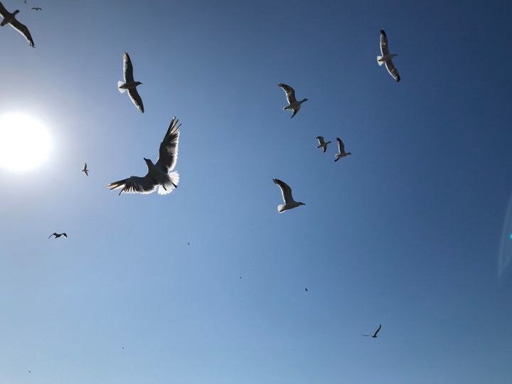 Freedom - Half 0f Infinity - Photography, Animals, Birds, & Fish, Birds ...