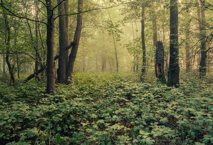 Natural Gate of the Forest - Aleksander Solarski - Photography ...