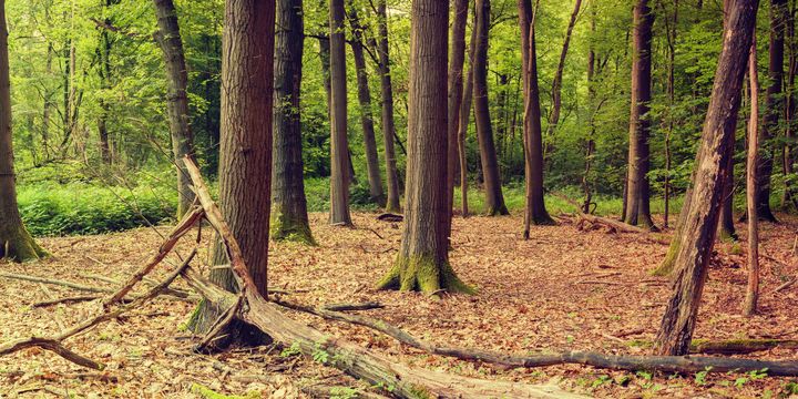 Simple Forest - Aleksander Solarski - Photography, Landscapes & Nature ...