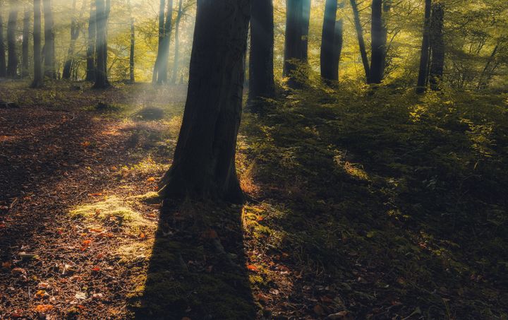 Standing Under the Shade of a Tree - Aleksander Solarski - Photography ...