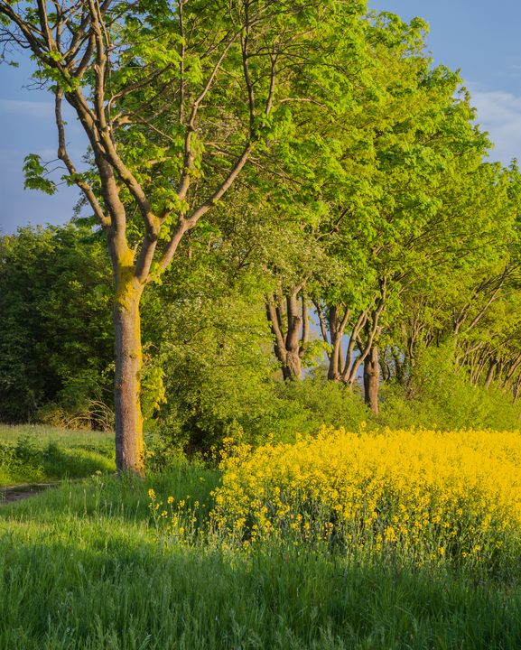 (Postcard of) Raps Tree(s) - Aleksander Solarski - Photography ...