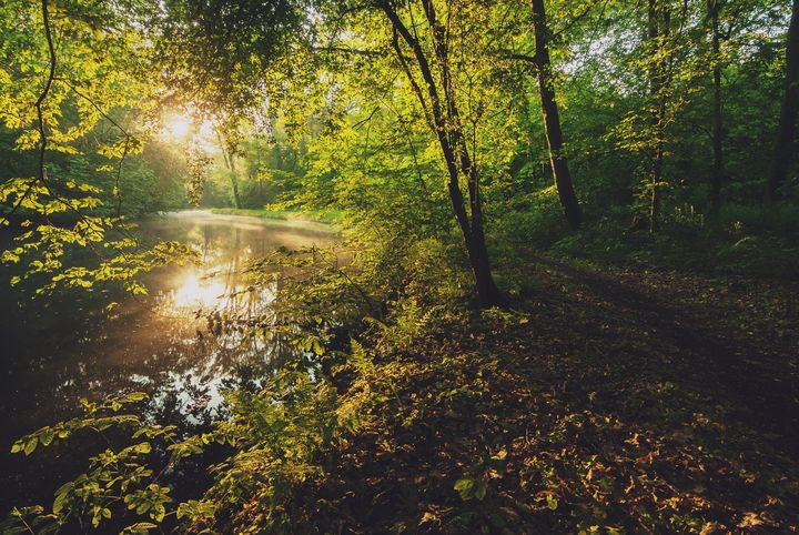Spring Morning Path - Aleksander Solarski - Photography, Landscapes ...