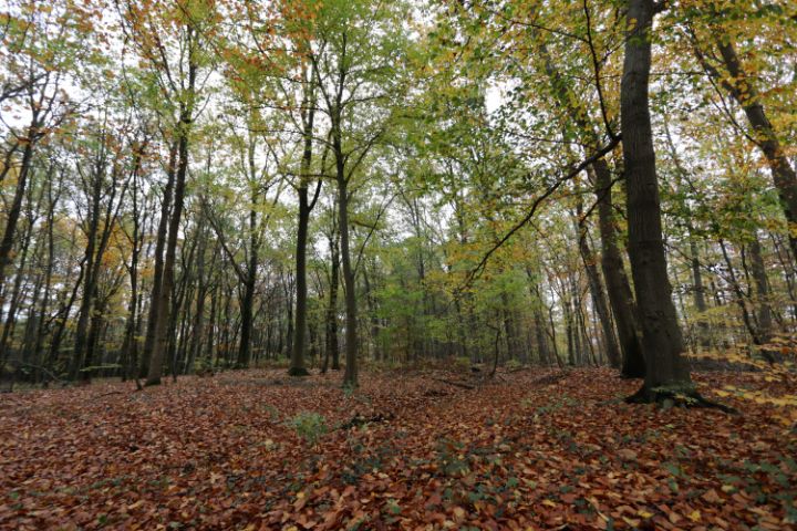 Colorful view of the forest - aliasamart1 - Photography, Landscapes ...