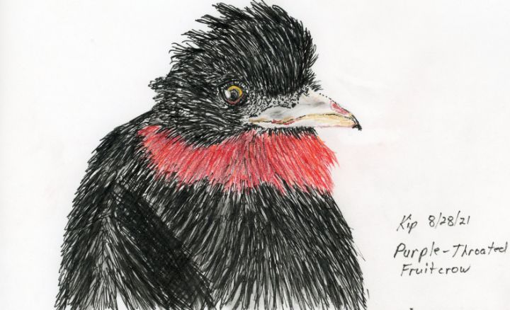 Purple Throated Fruit Crow - Aggravated Creations - Drawings ...