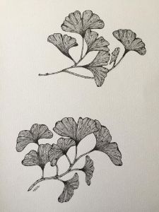 Gingko 2 - Helens FineArt - Drawings & Illustration, Flowers, Plants ...