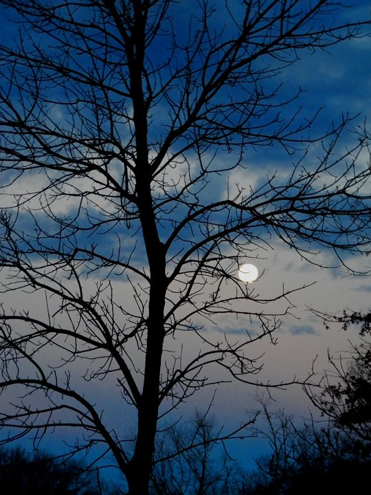 Moonset - bancroft - Photography, Flowers, Plants, & Trees, Trees ...