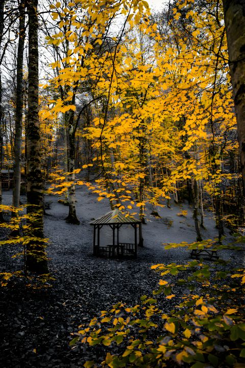 Strange garden - SamMelk - Photography, Landscapes & Nature, Gardens ...