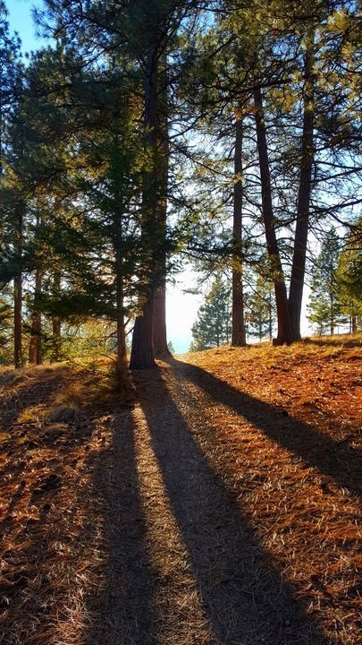 Pine Shadows - J.A.Logan Art - Paintings & Prints, Landscapes & Nature ...