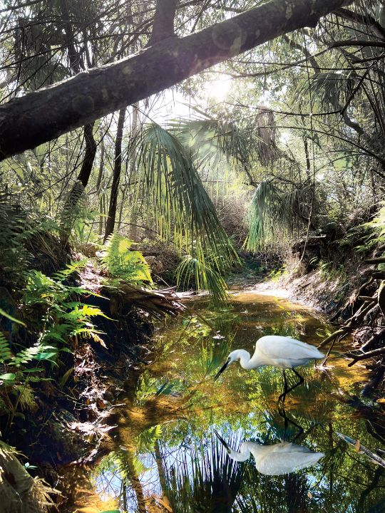 White Egret in Mullet Creek - Gary Greer - Photography, Animals, Birds ...