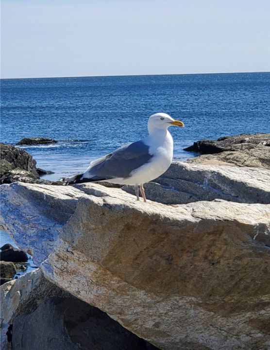 Seagull Soaking Up Sunshine - P J Holt Photography - Photography ...