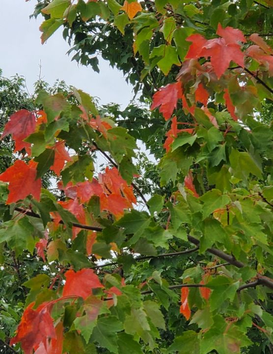 A Hint of Fall - P J Holt Photography - Photography, Landscapes ...