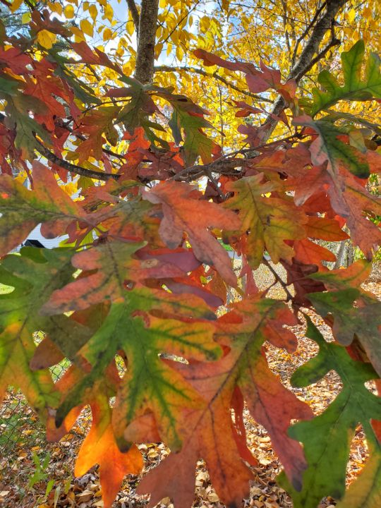 Mixed Colors of Fall in New England - P J Holt Photography ...