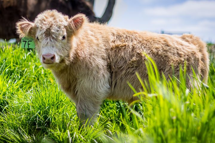 The Baby Scottish Highland - James Kenworthy Photography - Photography ...