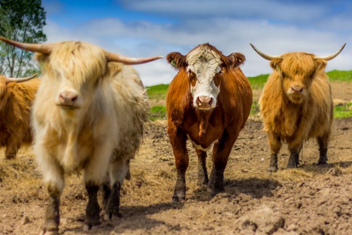 The Scottish Highland - James Kenworthy Photography - Photography ...